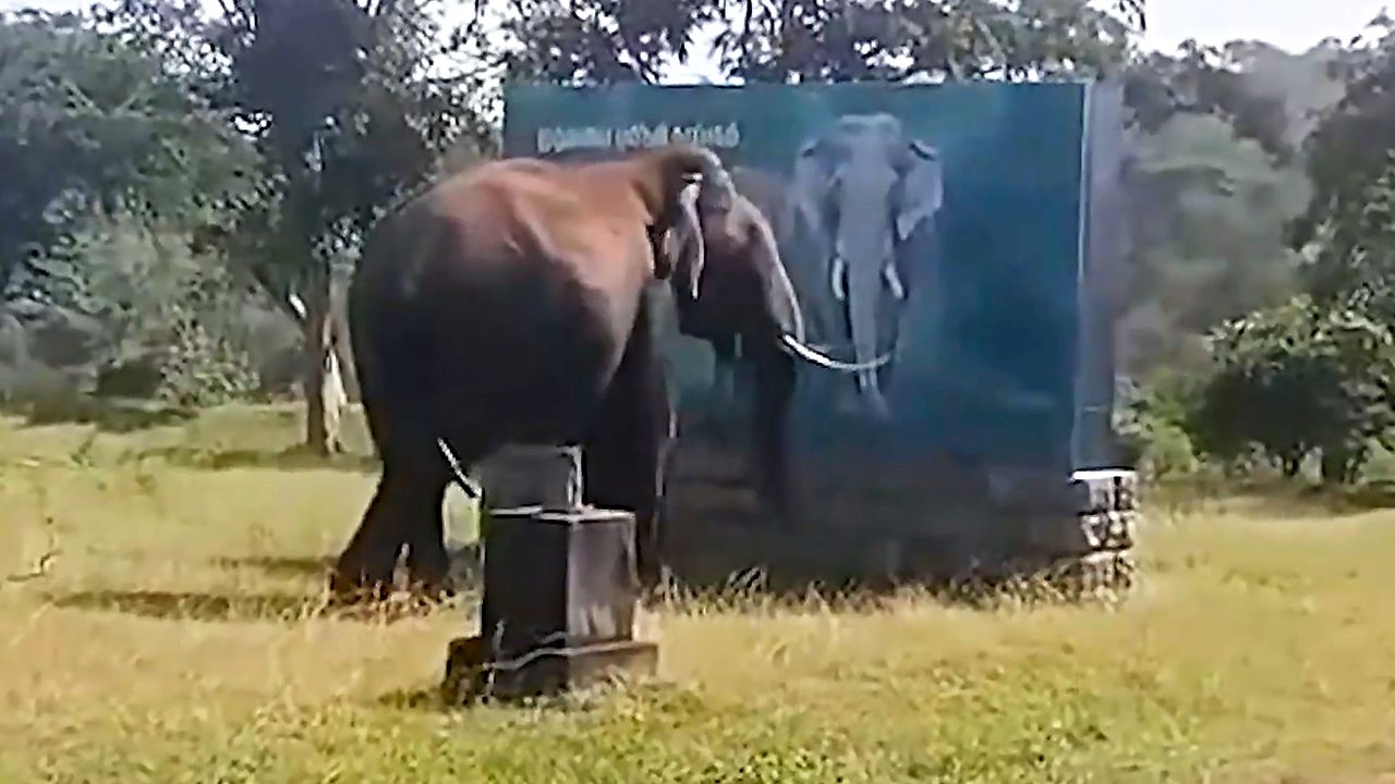 Completely hypnotized! Wild elephant stares at painted elephant on sign