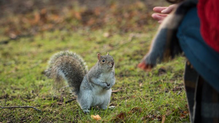 The Strangest Things You'll Ever See A Squirrel Do