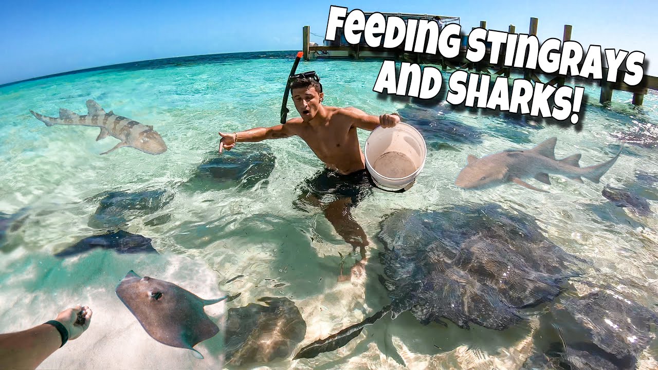 I went hand-feeding sharks and stingrays! 🌊