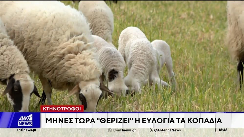 Ευλογιά προβάτων: Σε απόγνωση οι κτηνοτρόφοι - Φόβοι για ντόμινο ...