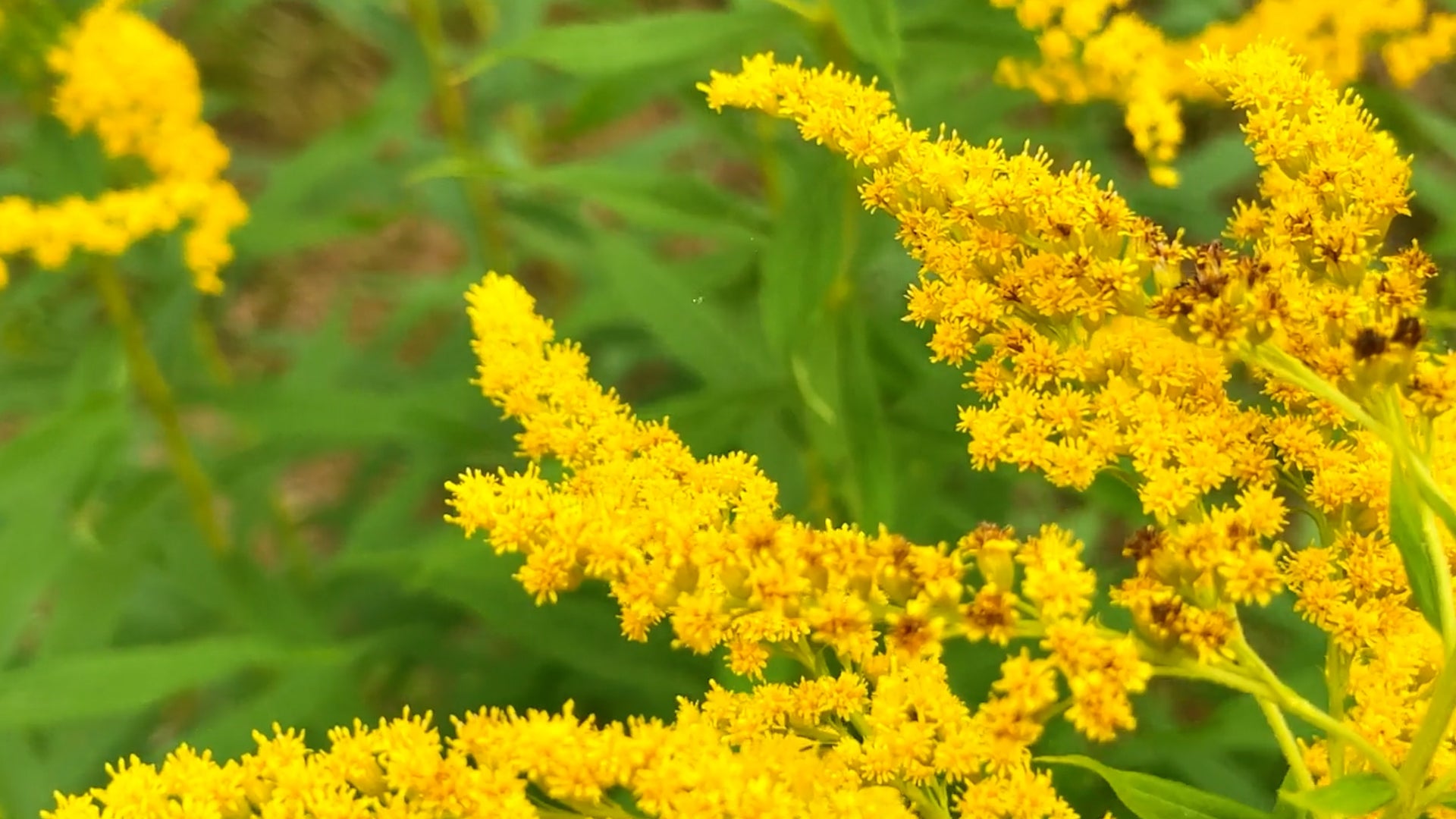 Why are ragweed allergy symptoms worse in the fall?