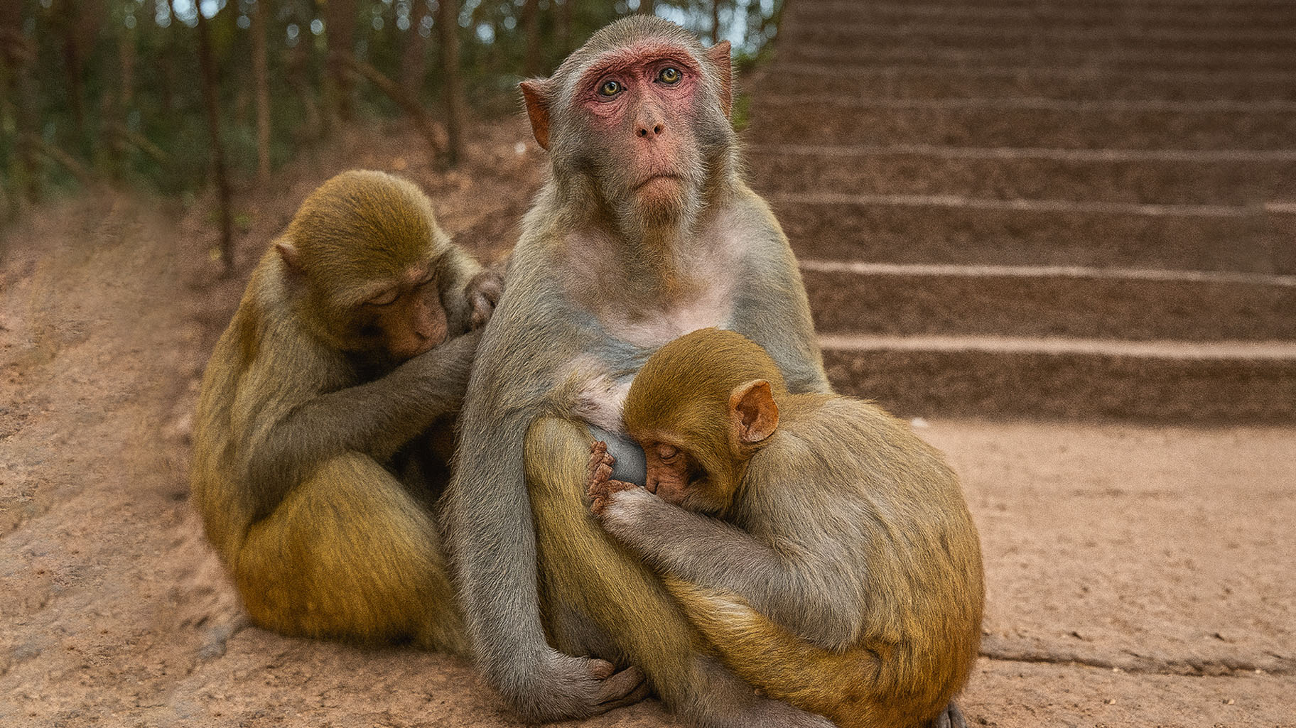 Angry Moment of Mama Monkey