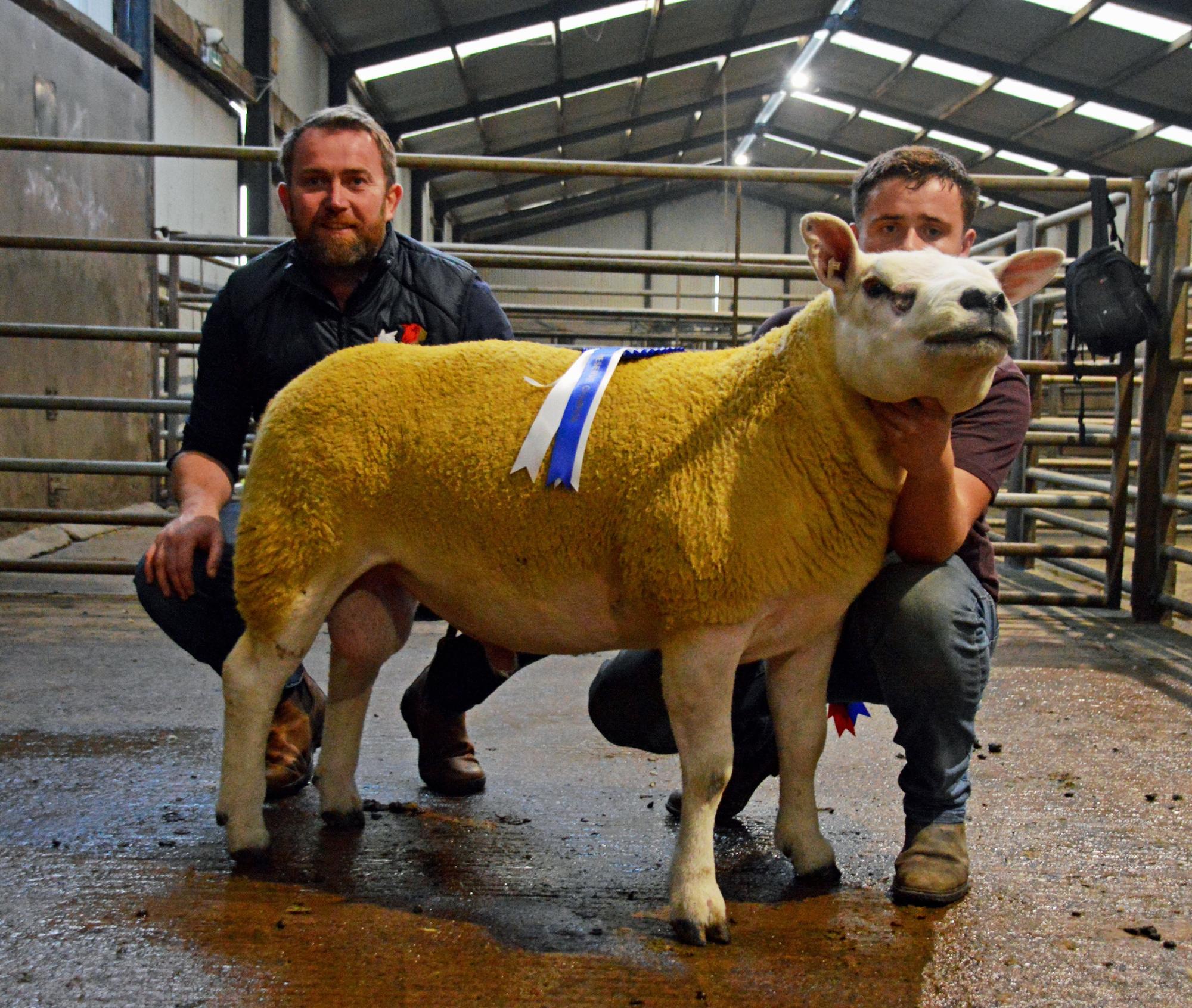 Milestonehill Texel Shearling Ram Armoy sale leader