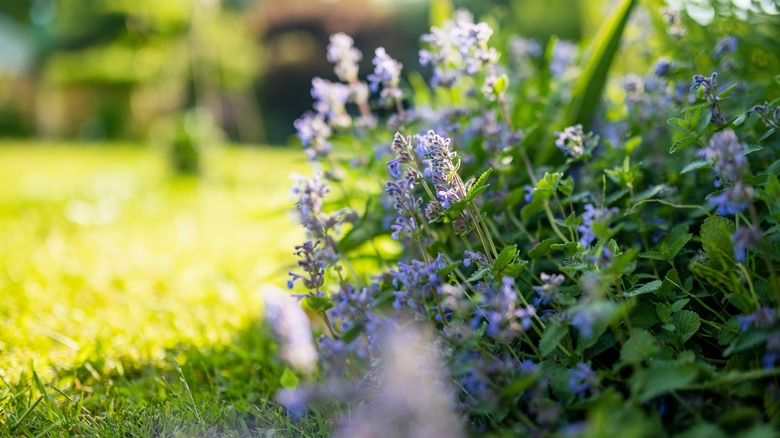 13 Plants That Work As Natural Pest Control In Your Yard Or Garden