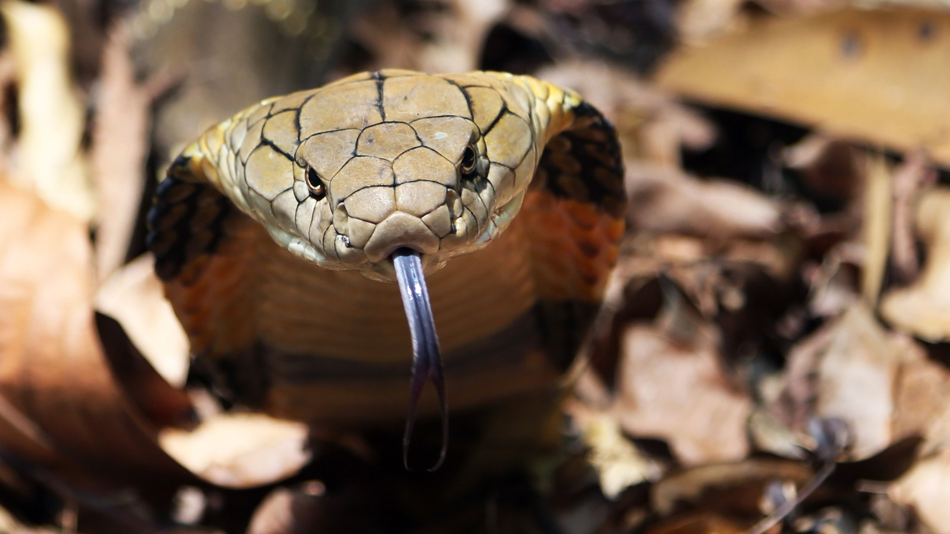 11 King Cobra Facts