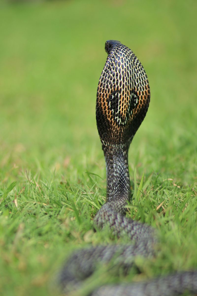 11 King Cobra Facts
