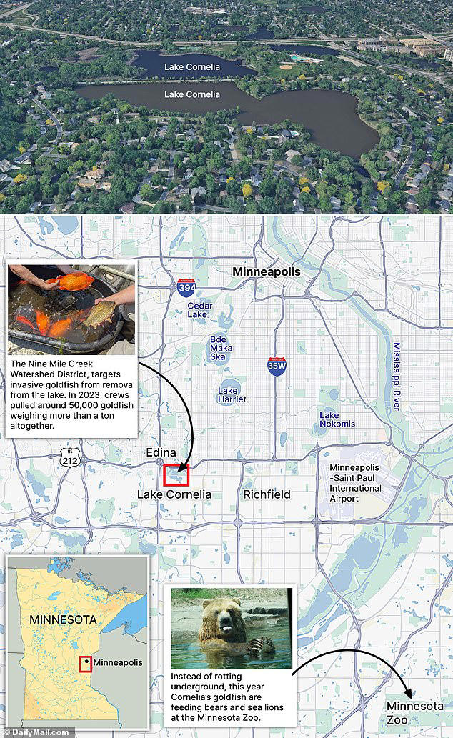 Terrifying invasion of pet goldfish dumped at lake that leads to ...