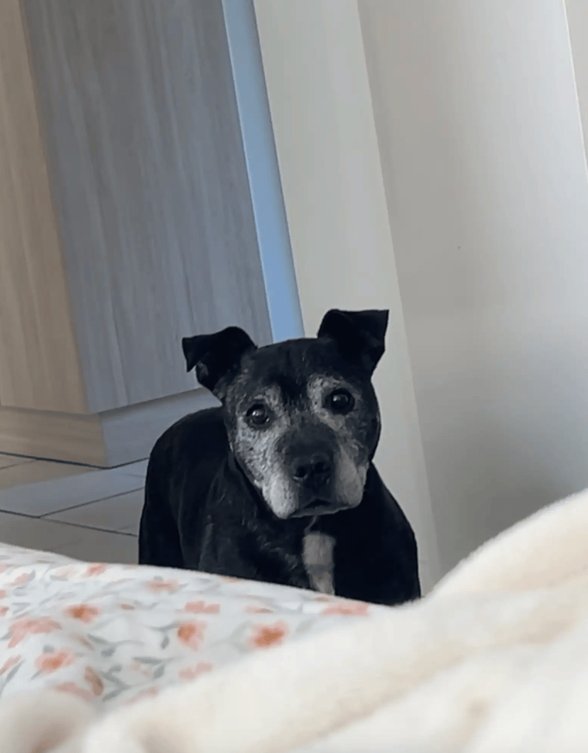 Woman is cleaning her home, unaware that a shadow has slipped into her ...