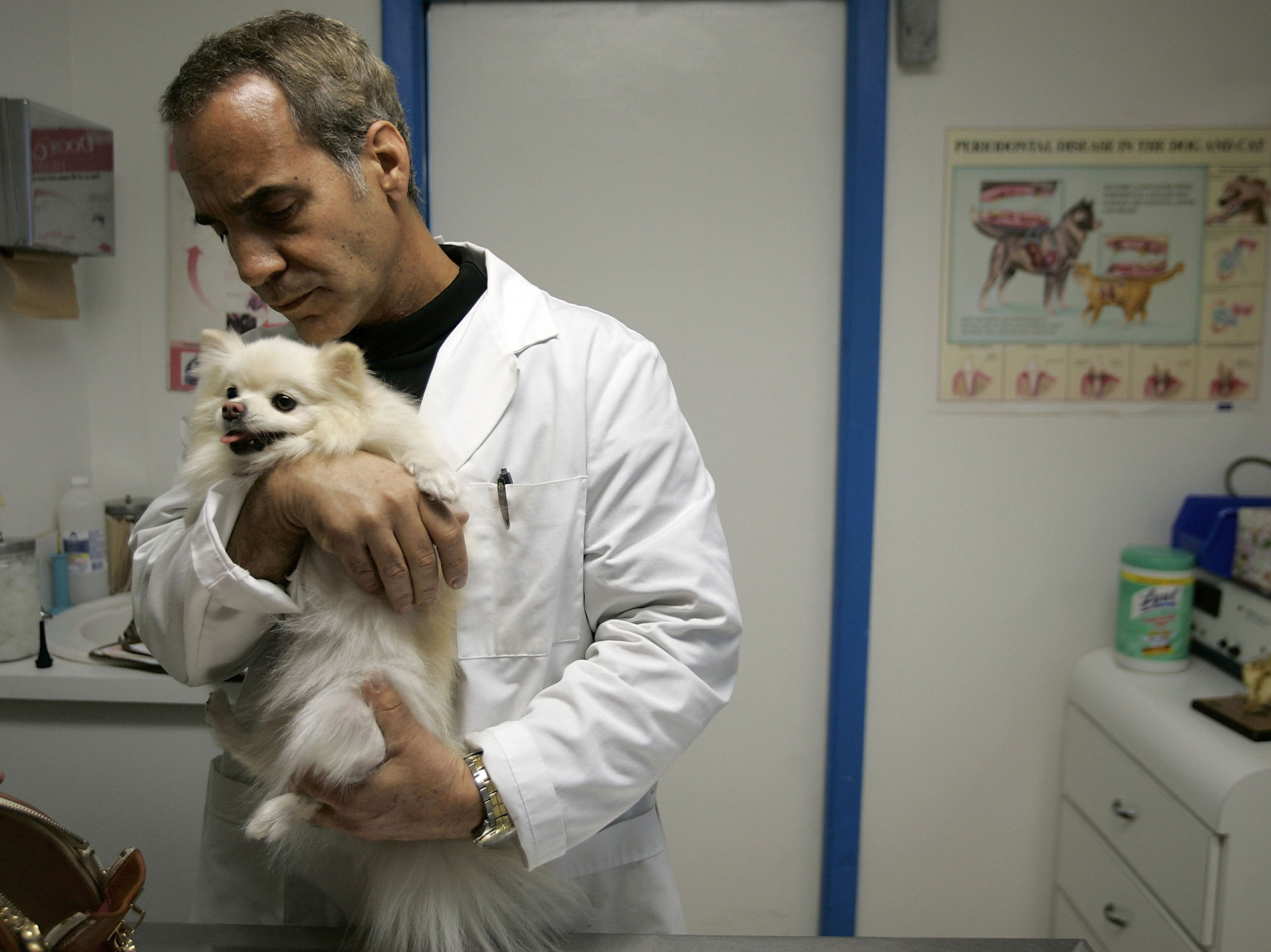 Canine cognitive dysfunction: what happens when your dog develops ...