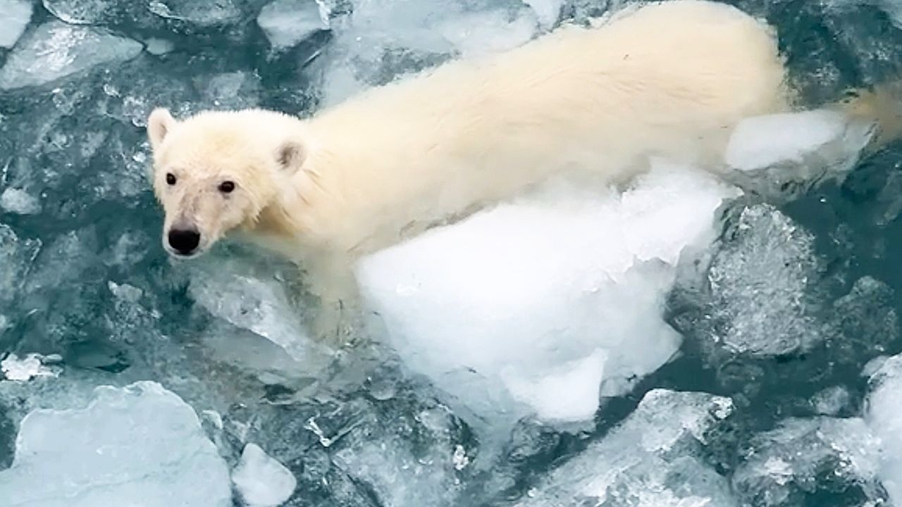 Curious polar bear gives ship passengers unforgettable close encounter