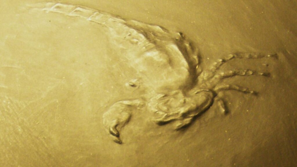 125-Million-Year-Old Fossil of Giant Prehistoric Scorpion Leaves ...