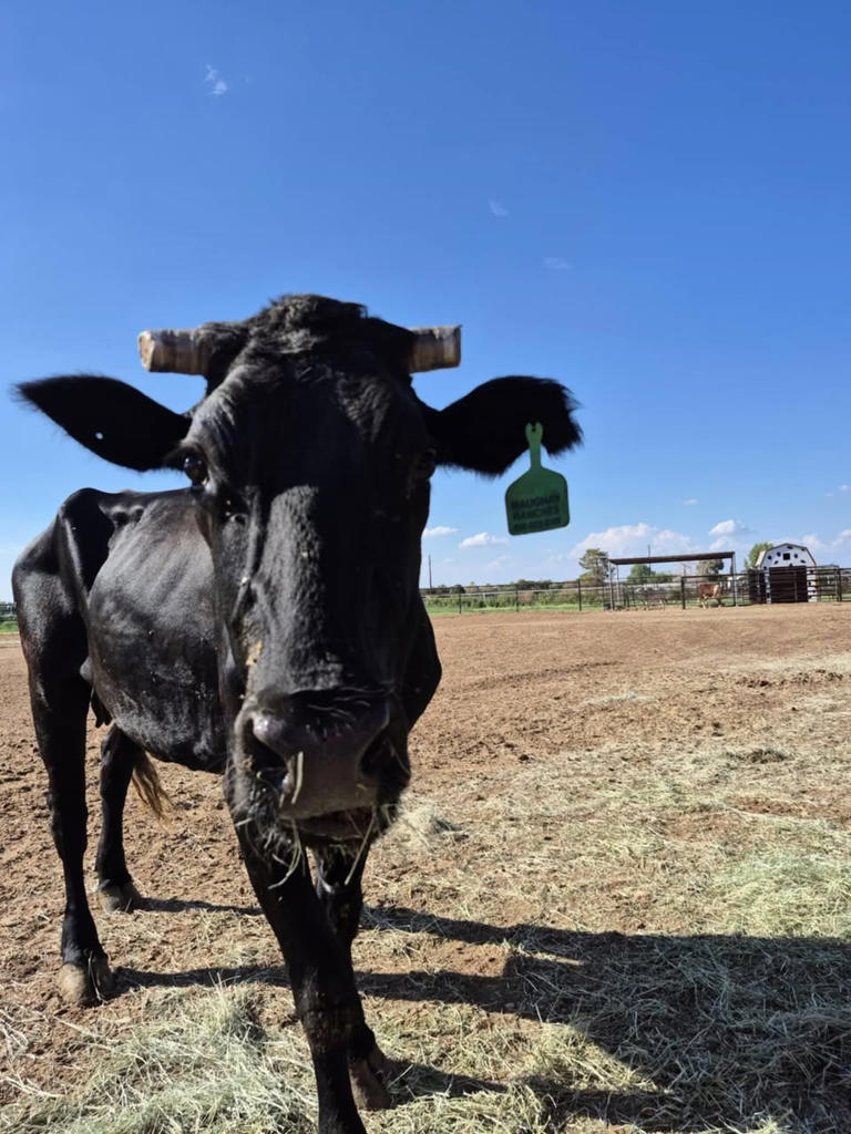Runaway cow dubbed ‘Mootilda’ gains cult following after crowdfunded ...