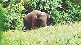 Omkar Elephant | ‘ओंकार’च्या वावराने तांबोशे ग्रामस्थ हतबल!