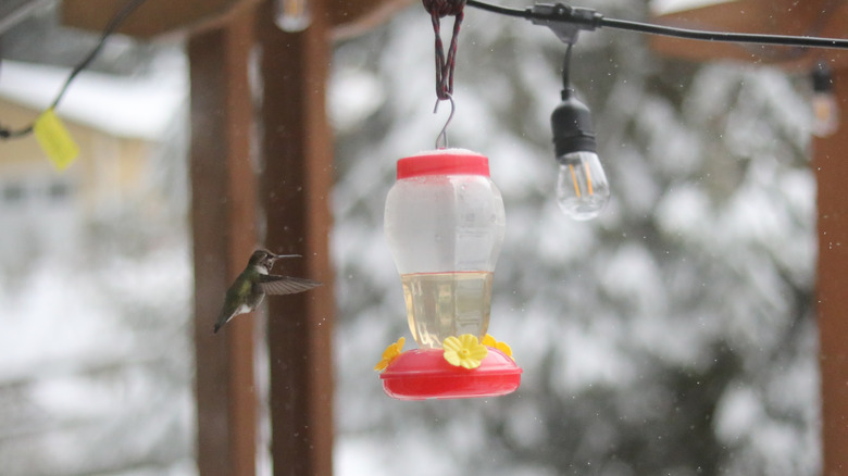 Why You Should Adjust Your Hummingbird Nectar Recipe For Cooler Weather