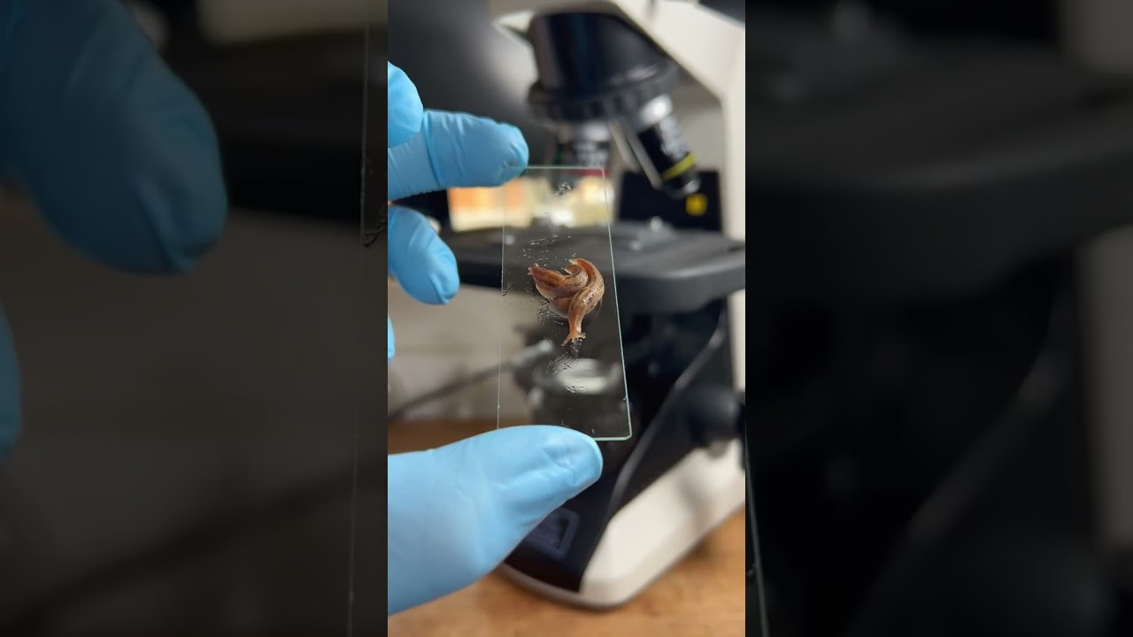 Never Eat a Slug… Here’s Why