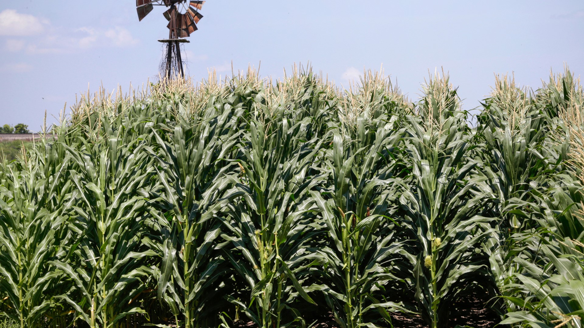 USDA report shows Iowa set new all-time records in agriculture