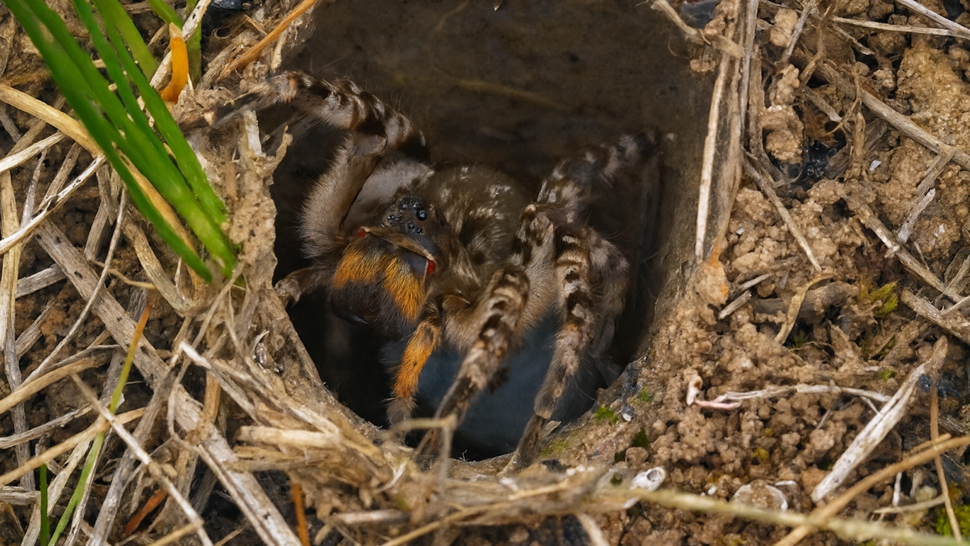 Oost-Europese Wolfspin in de Natuur (Lycosa singoriensis)