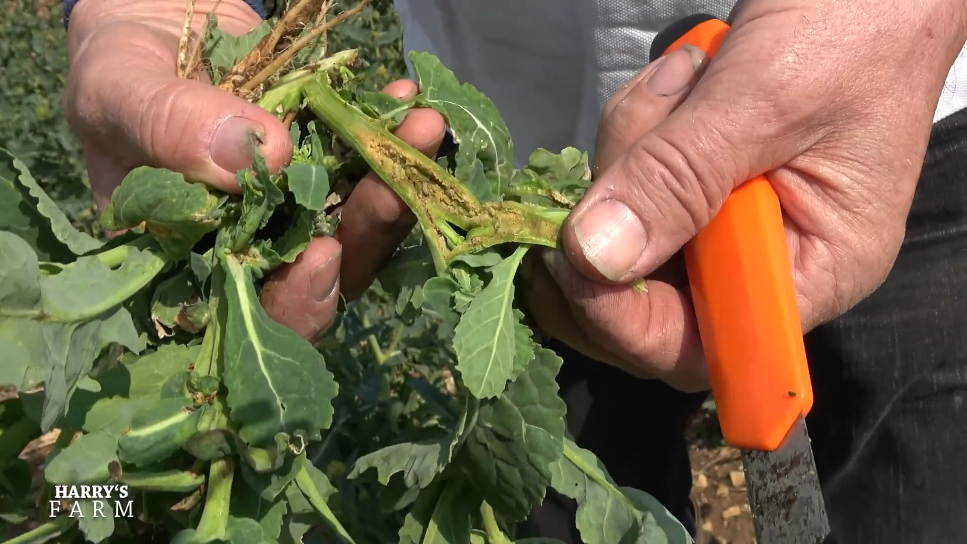 Oilseed Crop Failure Brings Heavy Financial Loss