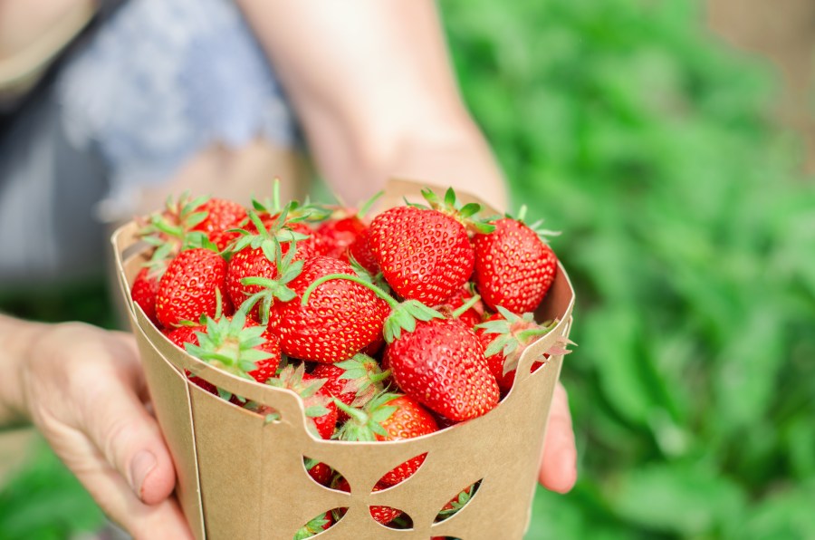 Singer Erin Lunsford’s “Strawberries” tour merges music and activism