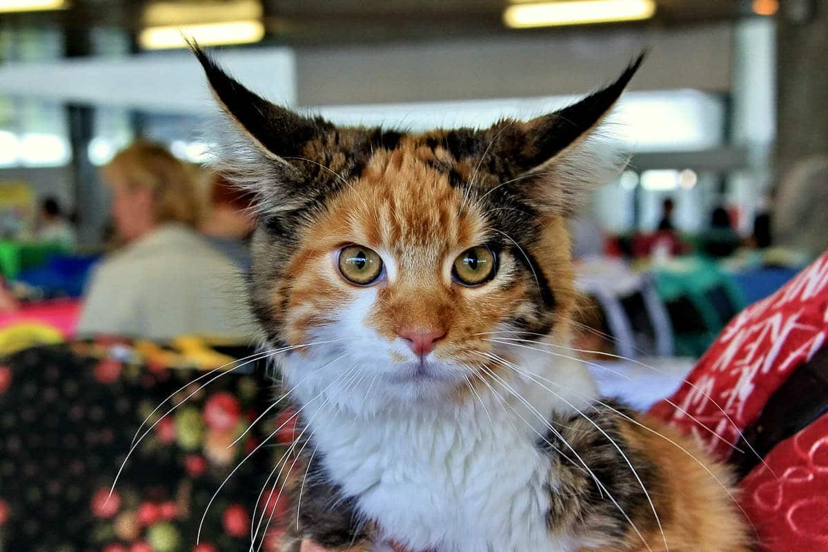 Your Cat Can Sense Things You Can’t—Here Are 10 Examples