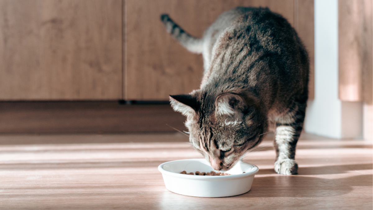 Certified Pet Nutritionist Shares Homemade Cat Food Recipe That’s ...