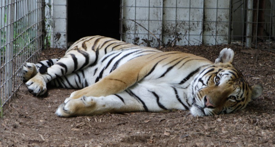 Tiger caretaker killed at Oklahoma animal preserve