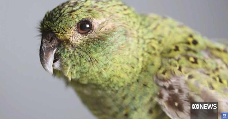 Largest ever population of extremely rare night parrot detected in ...