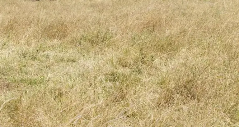 Visual Illusion: Only 1% with Eagle Eyes Can Spot the Cheetah in 7 Seconds!