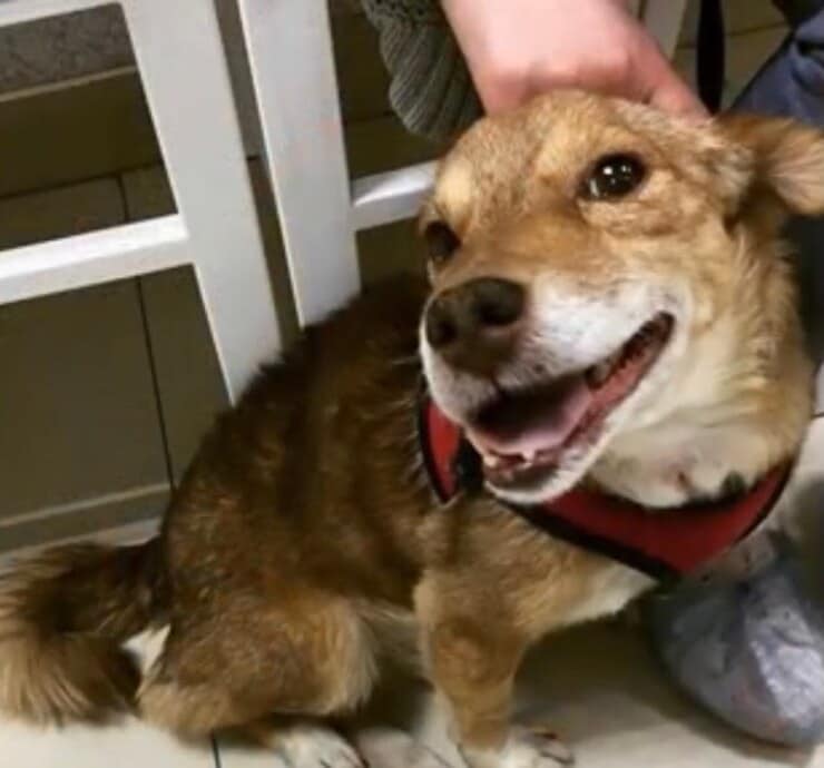 Snupik, il cane fedele che ha vissuto anni sulla tomba del padrone