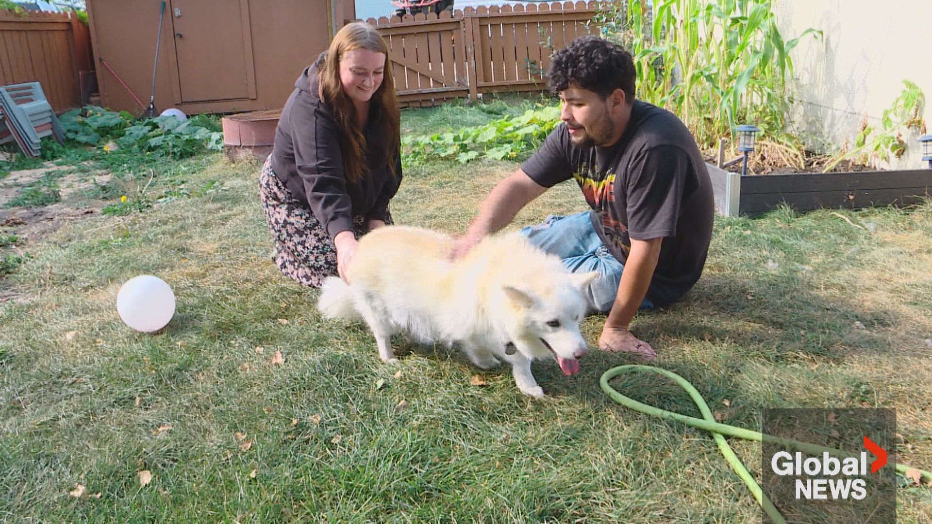 Edmonton dog safe at home after three weeks lost in the wild