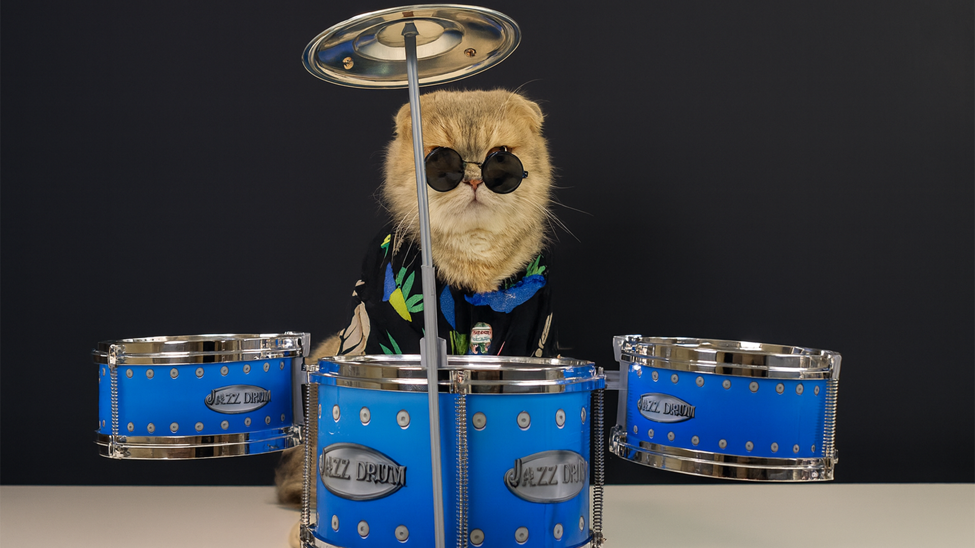 Cat Playing Drums in Style