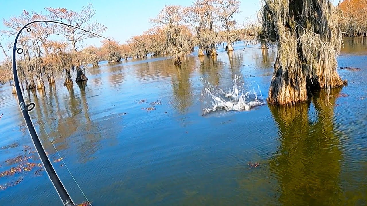 Fishing For Giants In the World’s Largest Cypress Forest