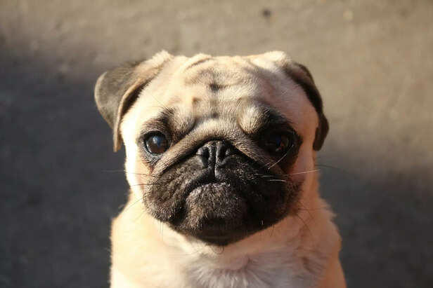 Communication With Pugs, Sounds Only Pug Owners Understand And Know