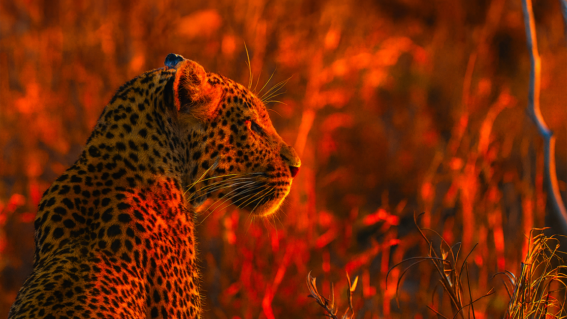 Leopard at Sunset – Wild Beauty in 4K