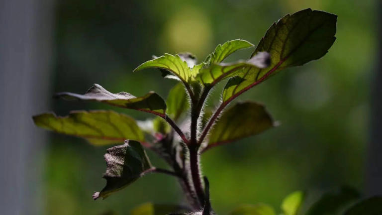 7 reasons to have Tulsi water first thing in the morning