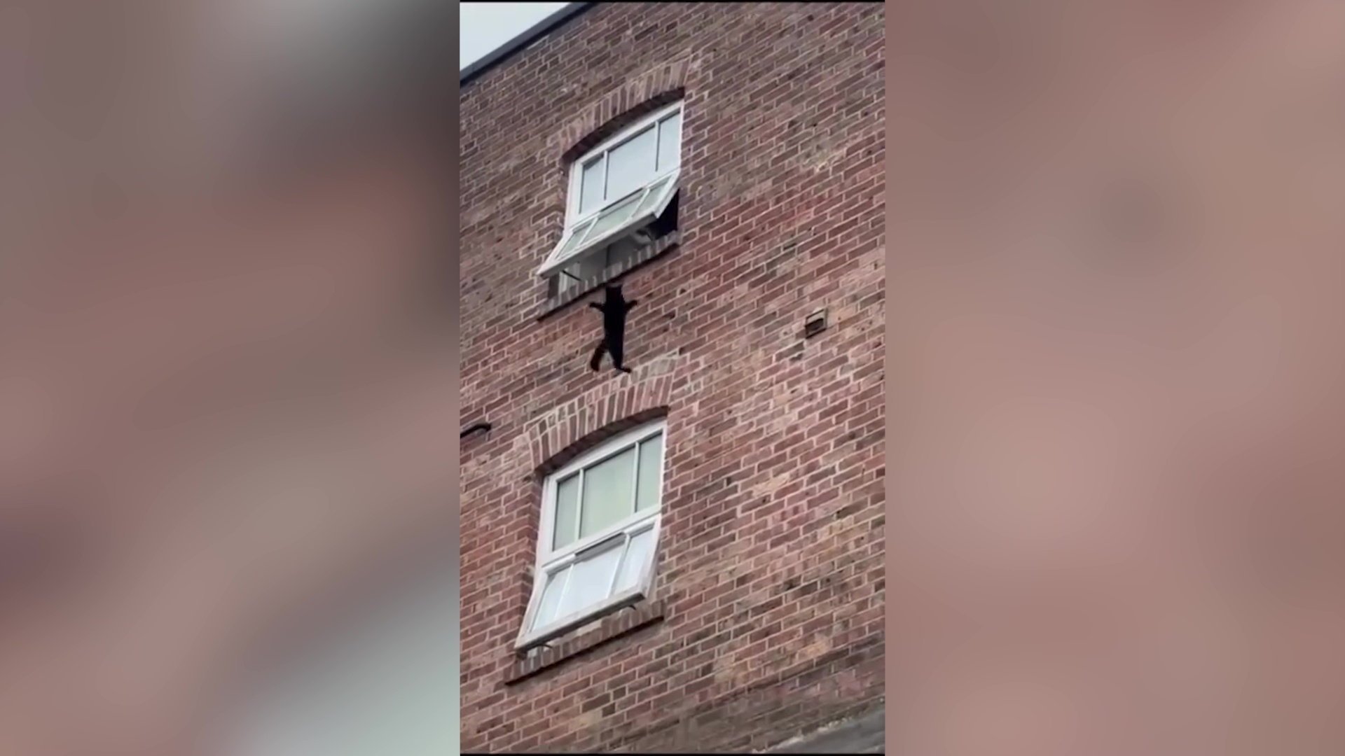 Video shows daredevil cat leaping from building and caught by fire crews