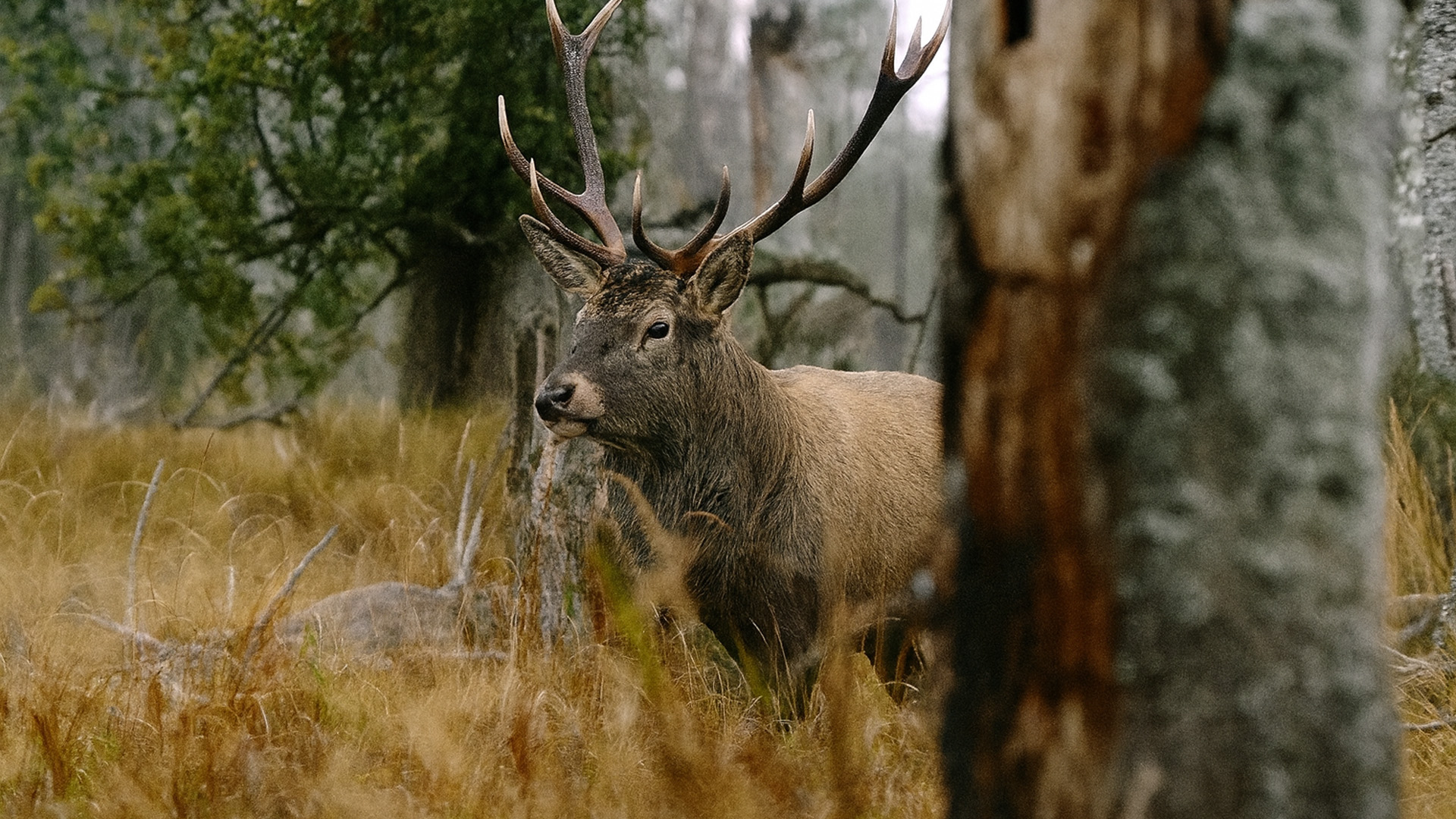 Real Encounters with Wild Animals