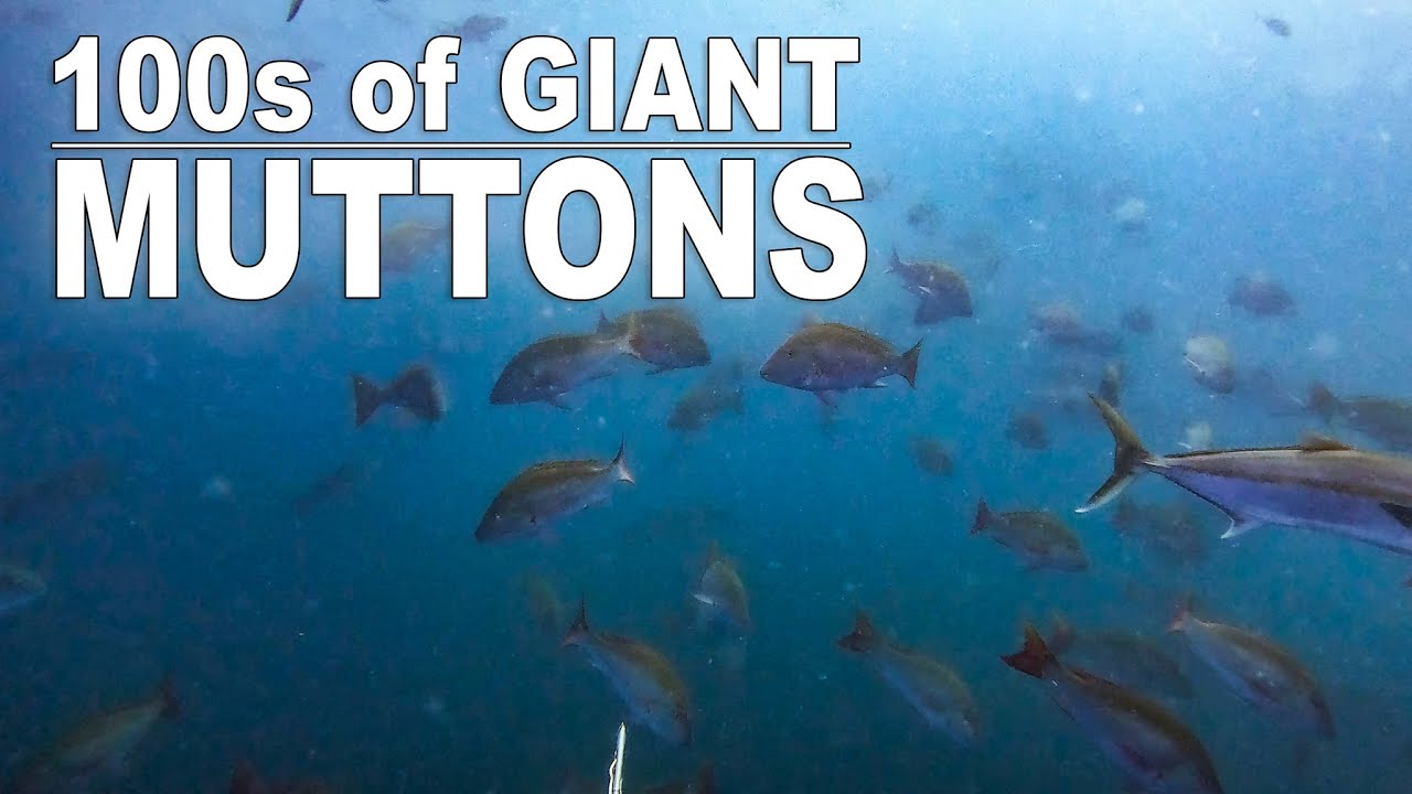 I’ve Never Seen A Mutton Snapper Spawn Like This Before