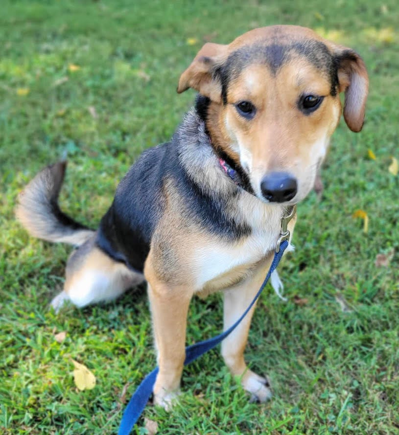 Ask the Shelter: I'm adopting a 3-legged dog. How should I introduce ...