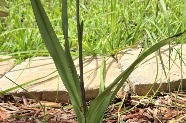 Homeowner seeks advice after making concerning discovery in yard: 'Spreads like wildfire'