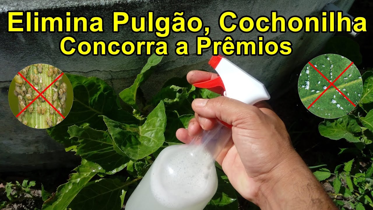 Como Eliminar Pulgões e Cochonilhas da Couve de Forma Natural ...