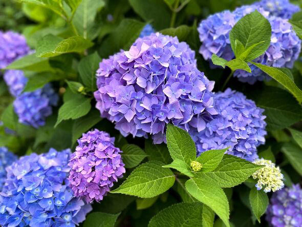 Your hydrangeas will bloom for longer with garden guru's simple hack