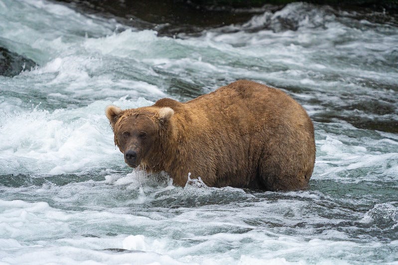It's Fat Bear Week 2025 at Katmai National Park. How to vote for your ...