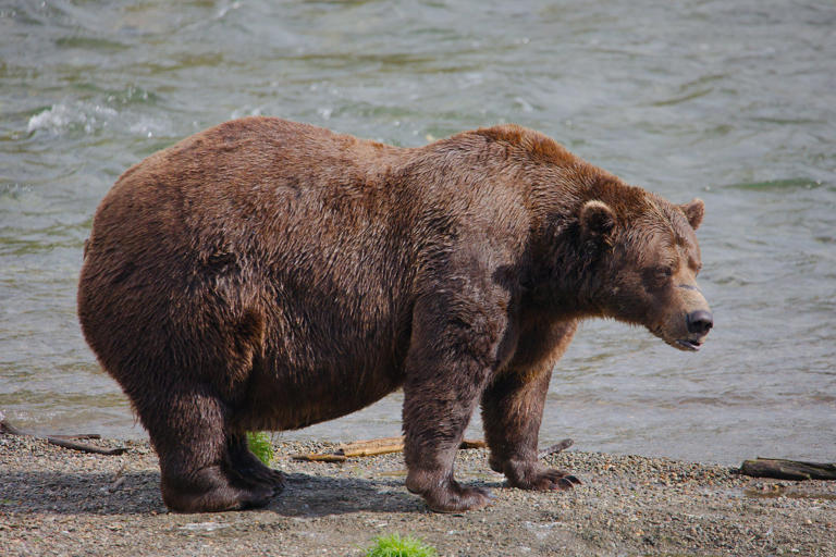 Survival of the fattest: Your guide to Fat Bear Week 2025 at Katmai ...