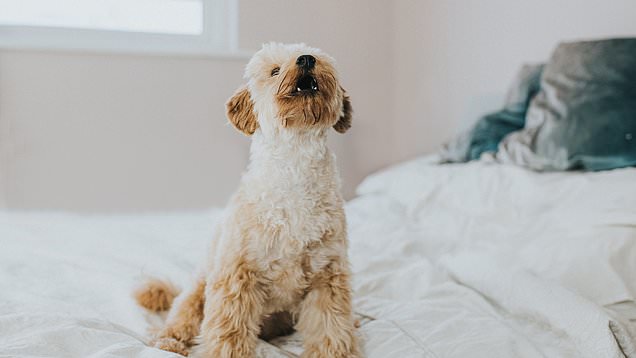 Little dog sits like a human while being scolded