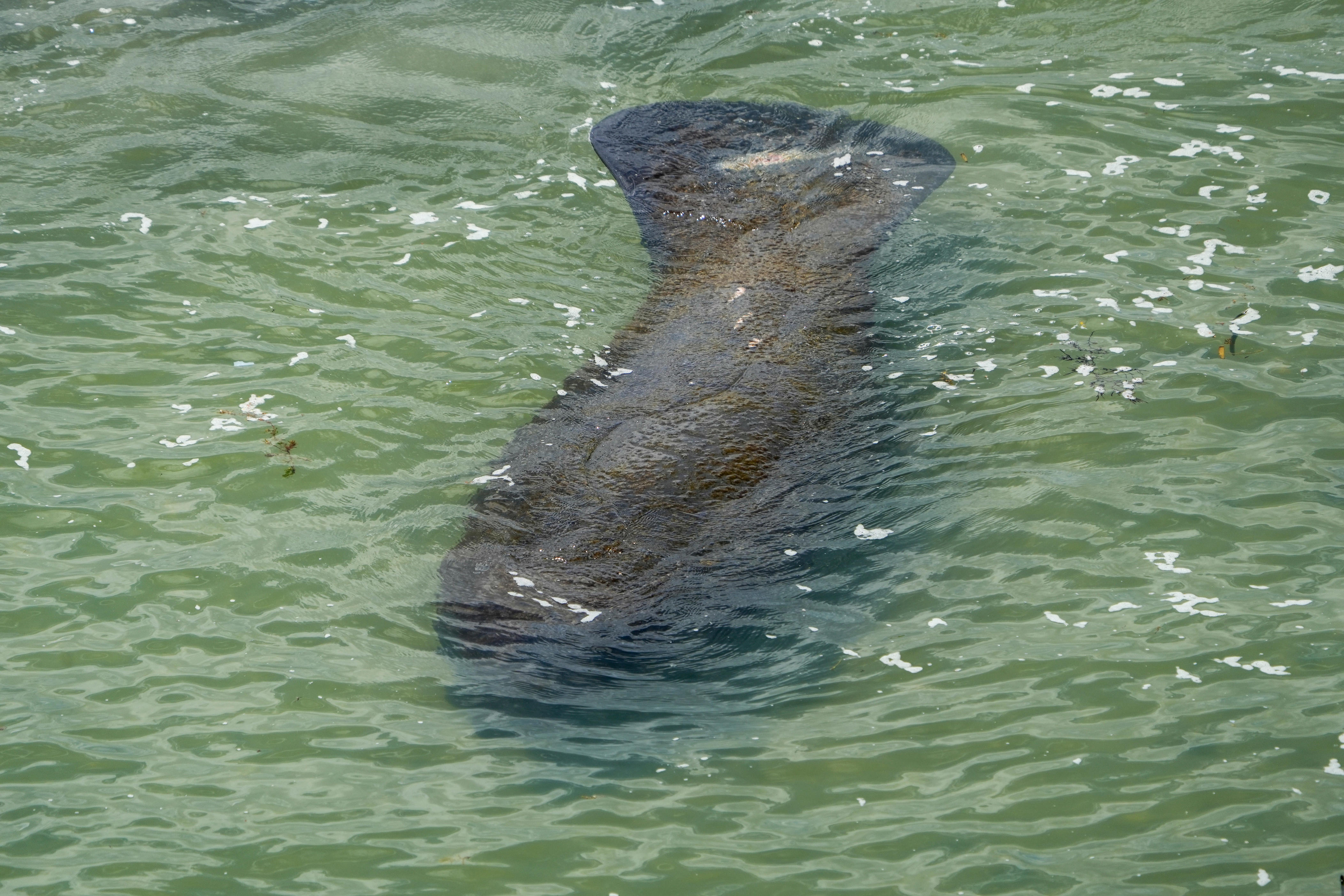 Don't gut laws protecting Florida's manatees | Opinion