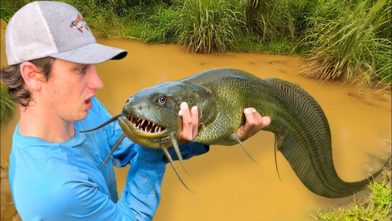 Shocking discovery - alien fish found in abandoned pond