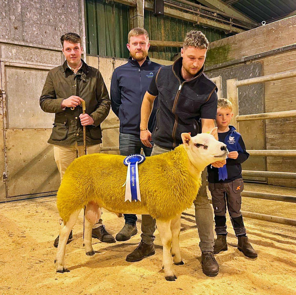 Hilltown Texel Sale hits 1600gns
