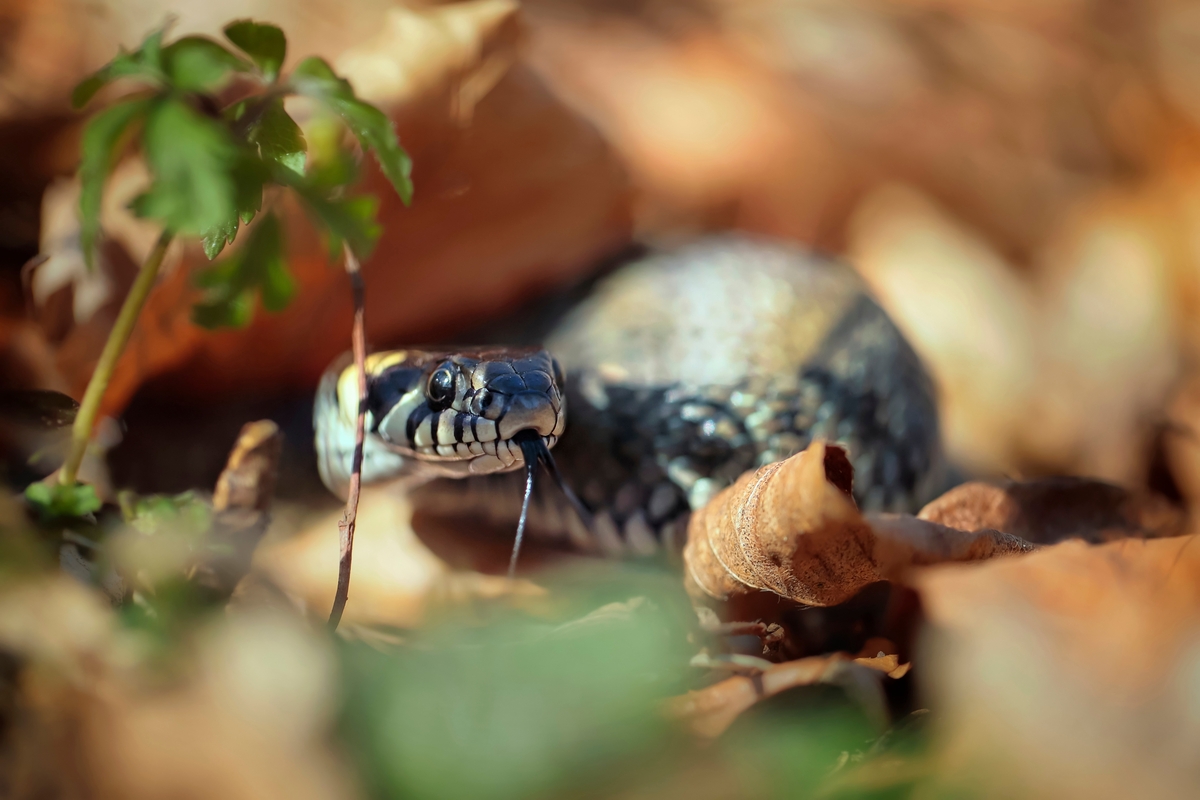 Serpents en automne : 10 lieux inattendus où vous risquez d’en croiser