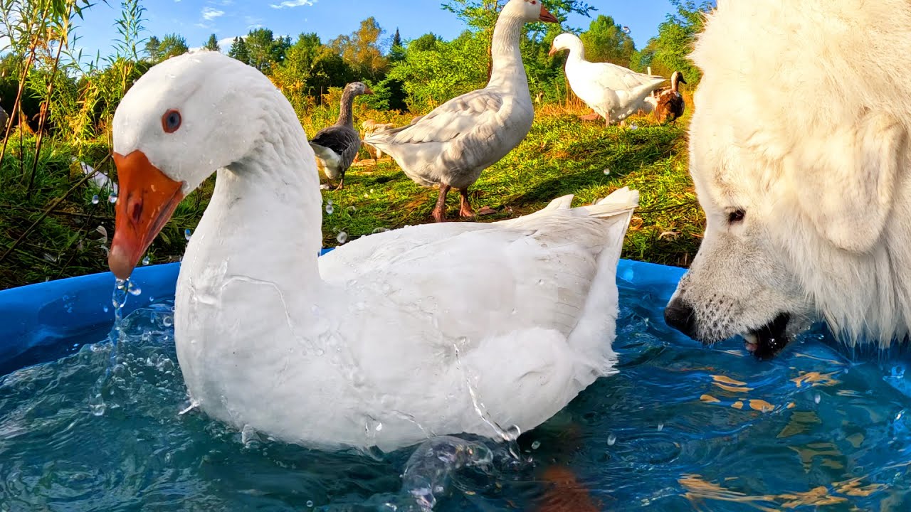 How Farm Life Improves Your Health and Well-Being